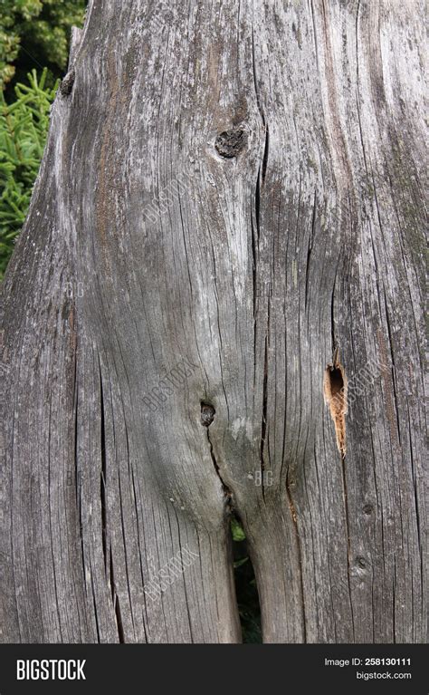 Bizarrely Shaped Tree Image Photo Free Trial Bigstock