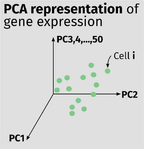 12 A Diagram Of A Pca Reduced Scrna Seq Dataset Cells Represented As Download Scientific