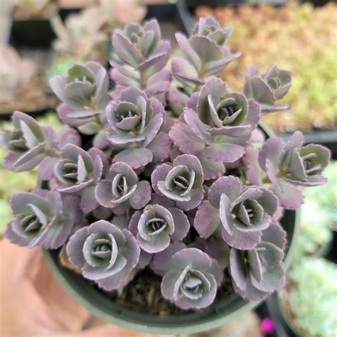 Sunsparkler® Sedum Blue Pearl
