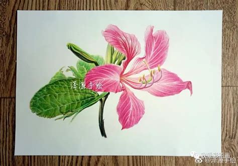 紫荆花怎么画 满天星怎么画 紫荆花怎么画简笔 大山谷图库