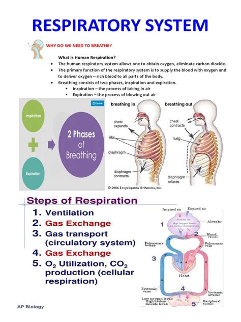 Respiratory System Science Grade 9 Pdf