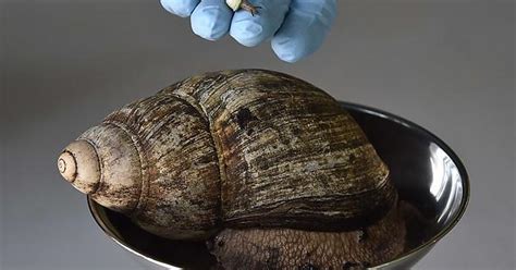 African Land Snail Is The Largest Snail In The World Imgur