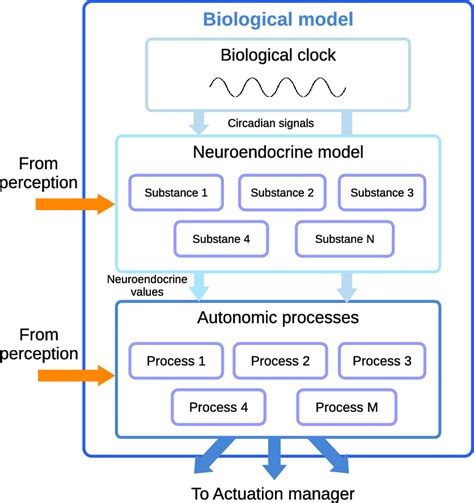 Representation Of Our Biologically Inspired Model The Neuroendocrine Download Scientific