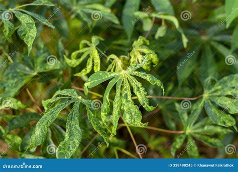 Cassava Mosaic Disease In The Fields Of Farmer S Stock Image Image Of Leaves Environment