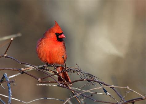 Male Northern Cardinal Photos By Jm Flickr