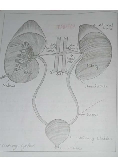 Anatomy Practical Copy Pdf