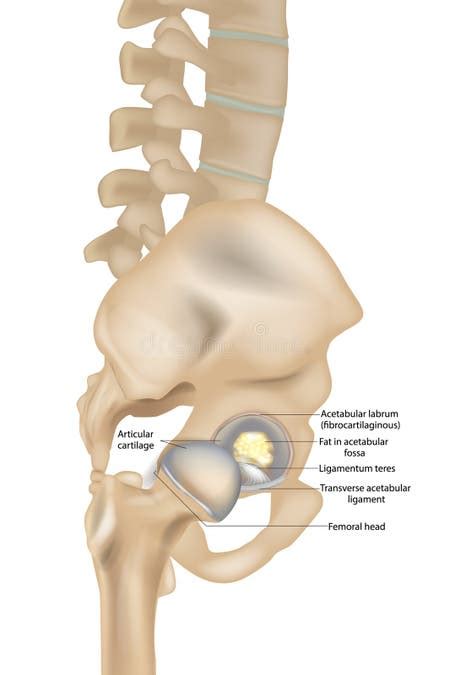 Medical Illustration Showing The Anatomy Of The Human Hip Joint In