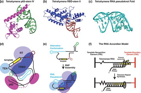 Telomerase Rna Full Article Evolutionary Perspectives Of Telomerase