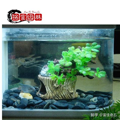 鹅卵石的趣味造景杂色河卵石广东彩色破碎石 知乎