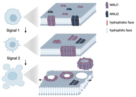 Ninj1 Mediated Pmr Is A Two Step Process Schematic Of The Proposed