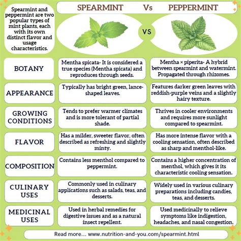 Spearmint Vs Peppermint Tea Benefits Which Is Healthier Home And Cooks
