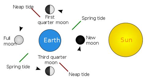 Neap Tide And Spring Tide The Moons Influence Albert Resources