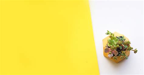 콘크리트 냄비에 다육 식물의 최소한의 정원 노란색과 흰색 가로 배너입니다 텍스트와 디자인을 위한 장소에서 헤더를 쇼핑하세요 색상 대비 블로그 소셜 네트워크에 대한 추세 0