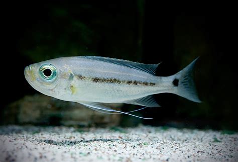 Haplotaxodon Microlepis Artbeskrivning