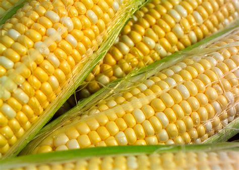 Sweet Corn Harvesting Tips Blains Farm And Fleet Blog