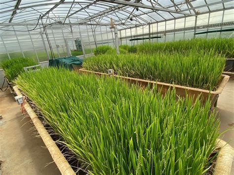 Rice Breeding Australia Celebrates Industry Transforming Achievements