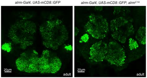 Figure A 18 Astrocyte Morphology Is Normal In Alrm Nulls Astrocytes Download Scientific