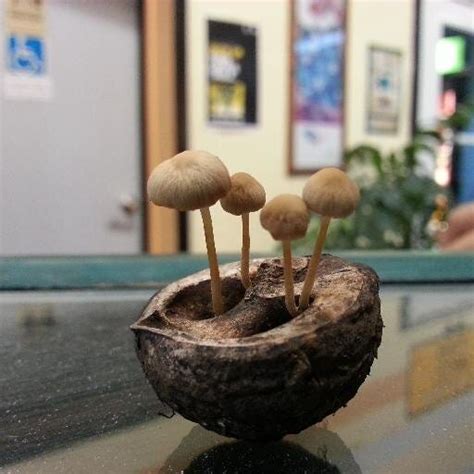 Miles Mcdaniel Medium