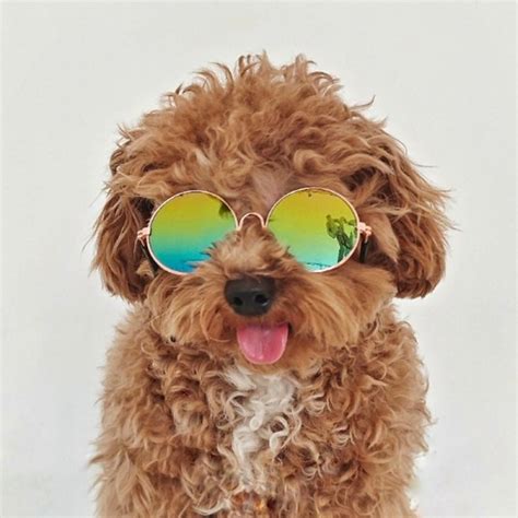 강아지 고양이 선글라스 3종 세트 사진촬영 패션아이템 페오펫몰