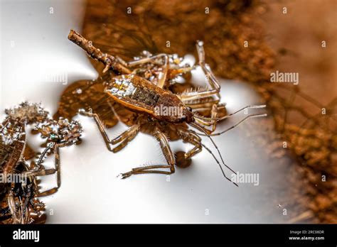 Small Ripple Bug Of The Species Platyvelia Brachialis Stock Photo Alamy