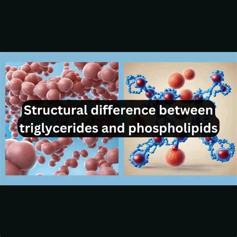 Name A Structural Difference Between Triglycerides And Phospholipids Microbiology
