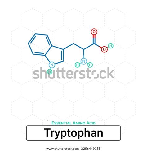 Tryptophan Chemical Structure Essential Amino Acid Stock Vector
