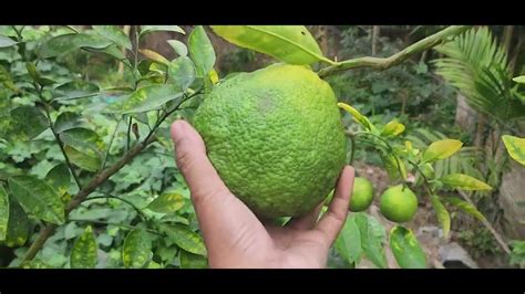 বাউ ৩ মাল্টার কালার চলে আসছে আলহামদুলিল্লাহ Youtube