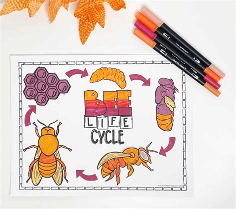 Free Bee Life Cycle Coloring Page