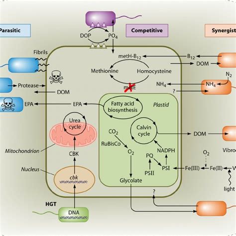 Pdf Interactions Between Diatoms And Bacteria