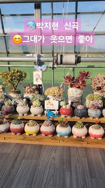 취미는다육이네 아지트 박지현 신곡 그대가웃으면좋아 바람꽃키핑장 Youtube