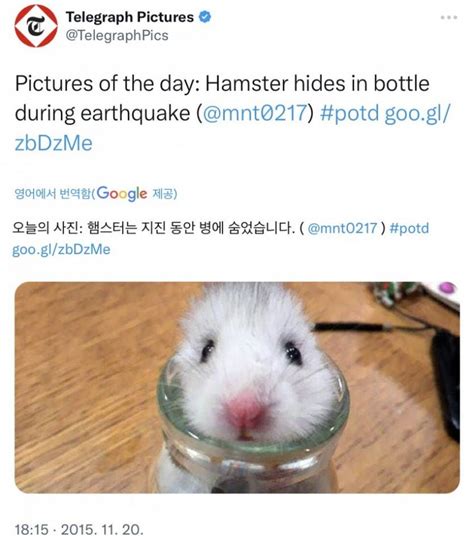 지진 때문에 놀란 햄스터  인스티즈 Instiz 이슈 카테고리