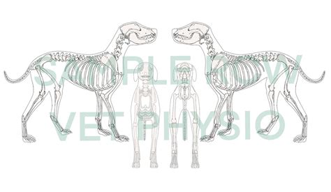 Canine Body Chart Etsy