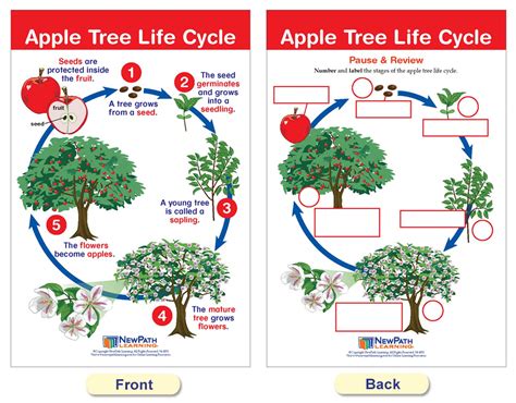 Tree Life Cycle Diagram