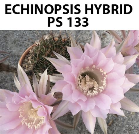 Echinopsis Hybrids