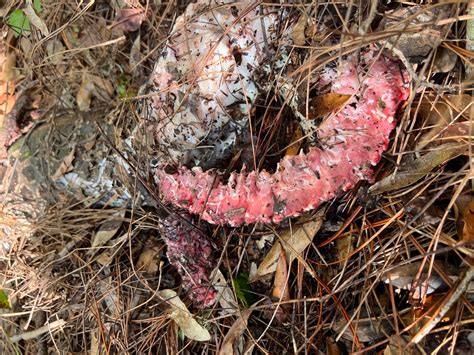 Burmese Python Killed By Bobcat In Florida What Else Preys On Pythons