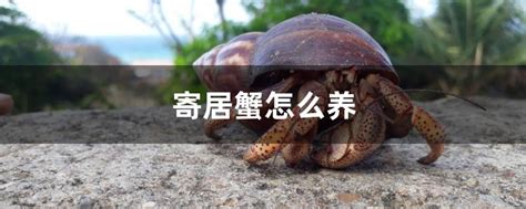 寄居蟹怎么养 鱼百科