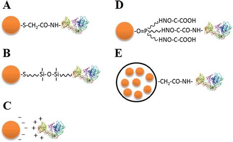 Common Bioconjugation Strategies Of Qds Including Connection Between Download Scientific