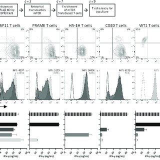 Generation And Antigen Specific Characteristics Of The TCR T Cell Download Scientific Diagram