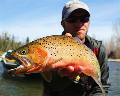 Cutthroat Trout Western Montana Fish Species The Missoulian Angler