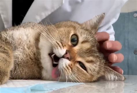 猫咪绝育的好处与坏处，建议收藏，以后会用得上 今日头条