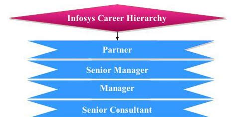 Career Hierarchy Career Path Choices And Options Hierarchy