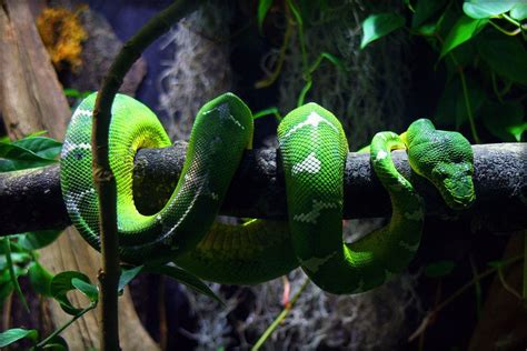 créer et déployer un package python avec poetry et pypiserver
