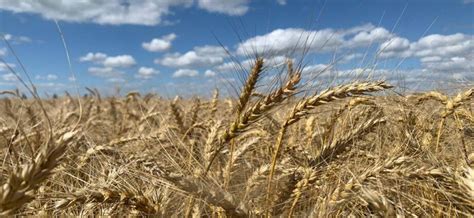 Правительство Тульской области ввело режим ЧС из за гибели урожая