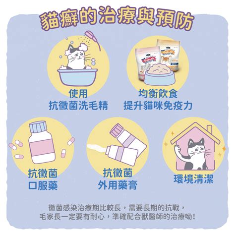 貓咪這些症狀愛注意！貓癬黴菌能存活1年以上，奴才也會被傳染！ 毛孩知識元宇宙petsmeta