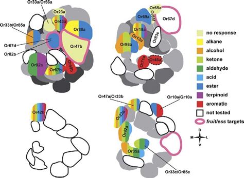The Genetic Map Of Olfactory Sensory Projections Reveals Functional Download Scientific Diagram