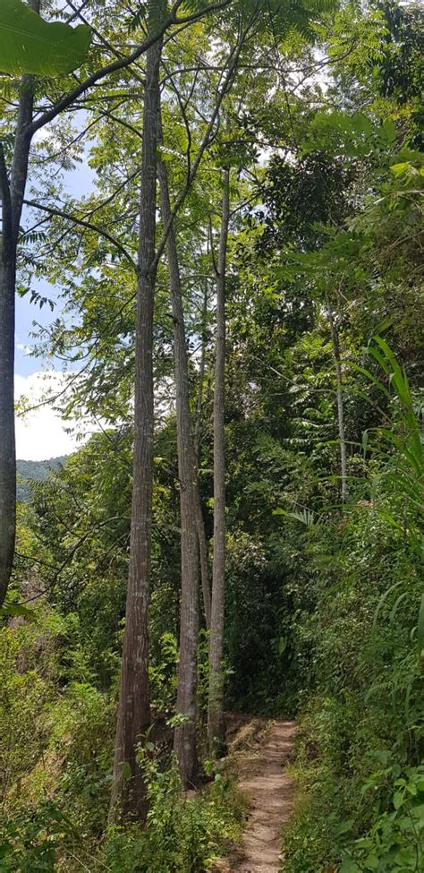 Budidaya Tanaman Suren Sebagai Bahan Dasar Pembangunan Desa Ledan Dusun Talimbangan