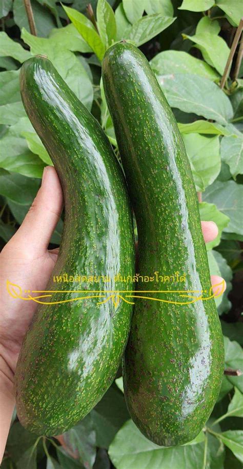 ต้นอโวคาโด้เสียบยอด พันธุ์แท้ A034 Line Shopping