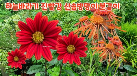 하늘바라기 진빨강색 분갈이 키우기 처음처럼야생화 Youtube