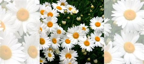 Ромашка садовая многолетняя купить в Красноярске Товары для дома и дачи Авито