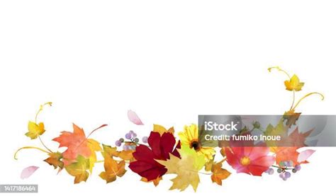 수채화 꽃 화환과 꽃다발 프레임 일러스트레이션과 코스모스 꽃 노란 데이지 가을 잎 가을에 대한 스톡 벡터 아트 및 기타 이미지 가을 프레임 수채화 Istock